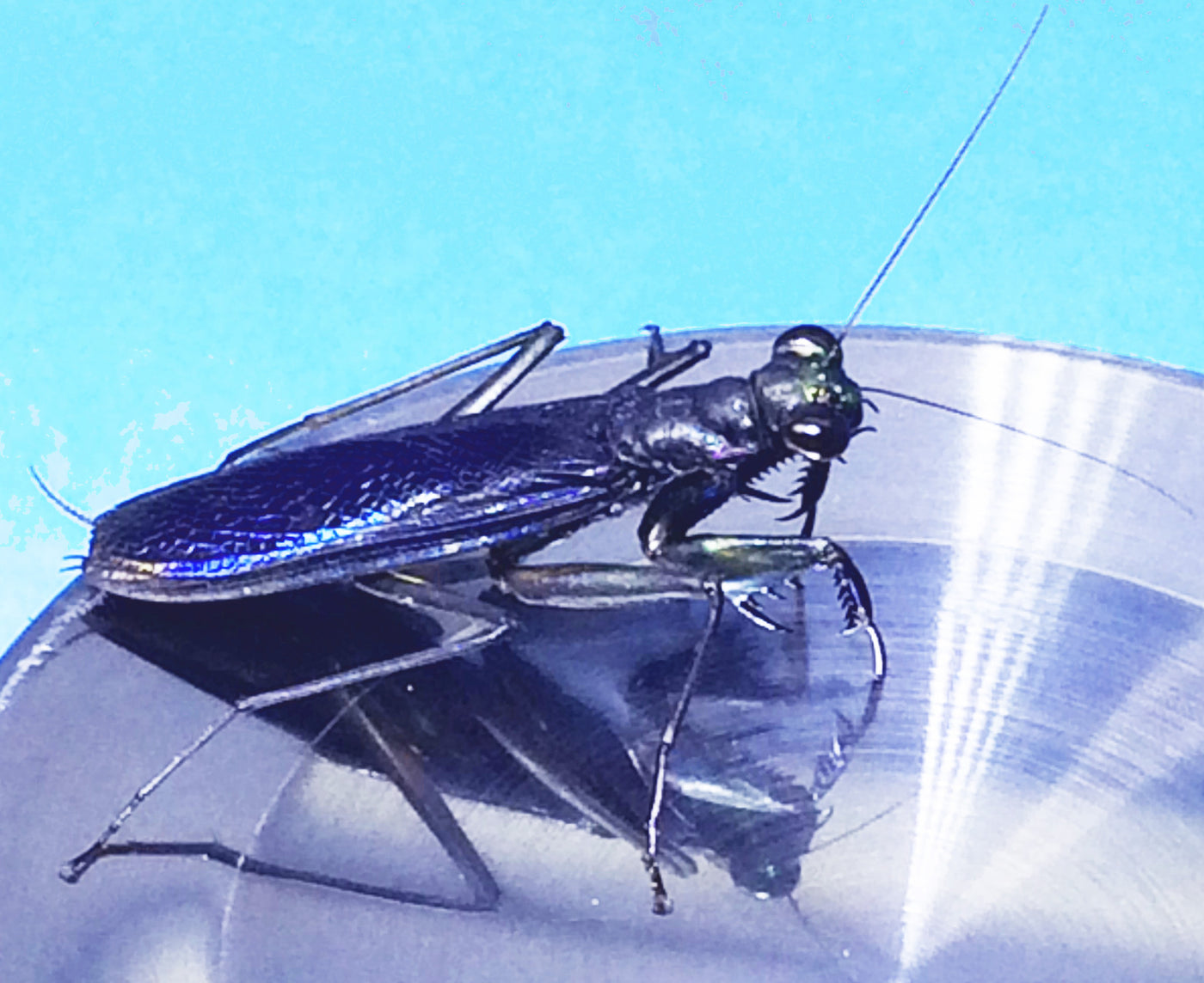 Metallyticus splendidus. Iridescent bark mantis - USMANTIS