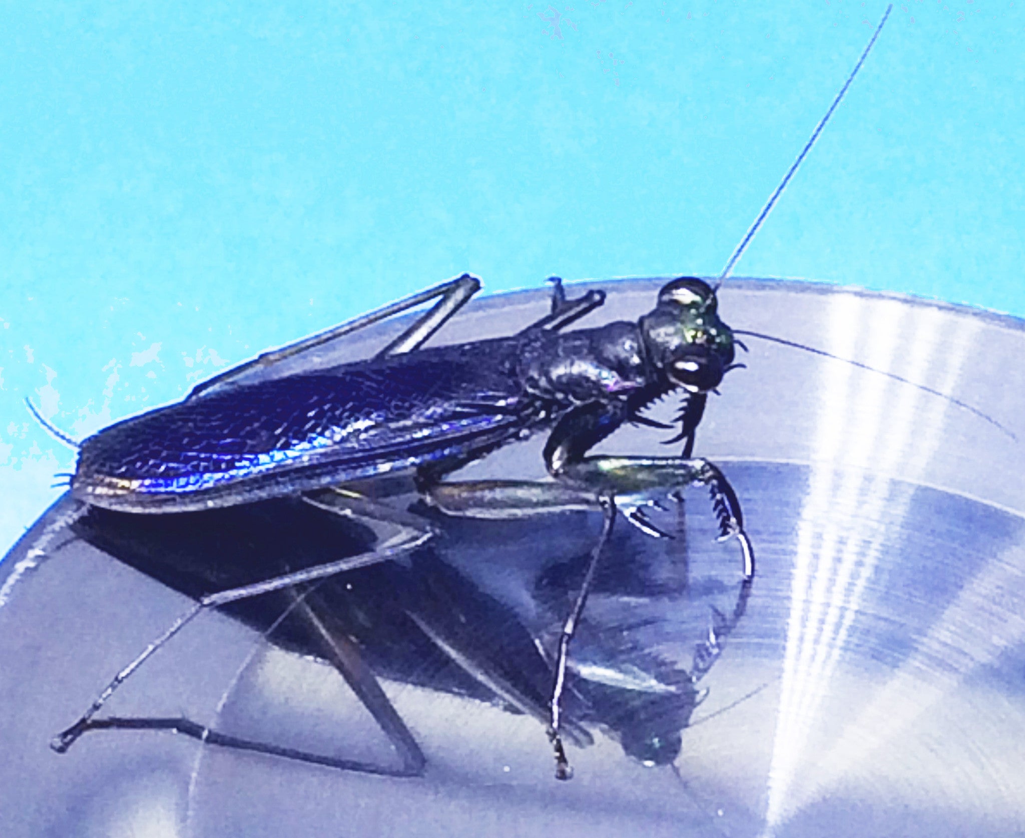 Metallyticus splendidus. Iridescent bark mantis - USMANTIS