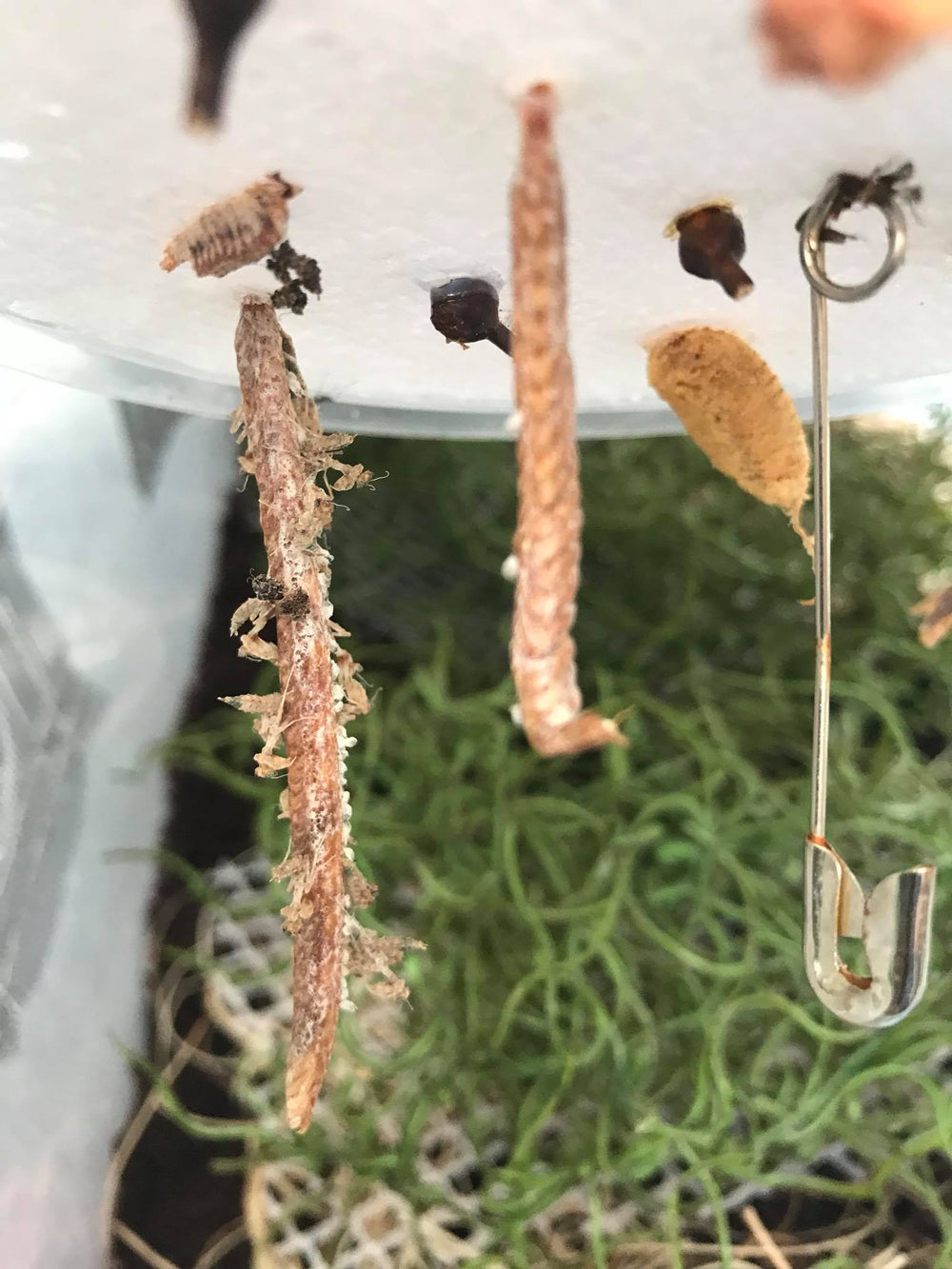 Pseudacanthops species - USMANTIS