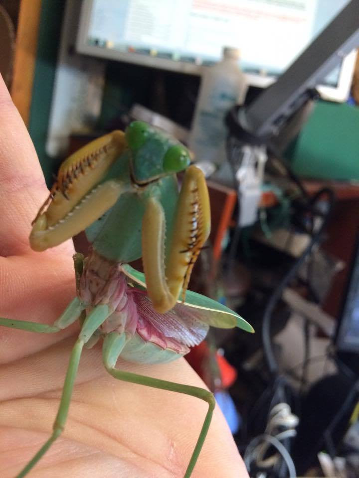 Rhombodera Basalis Giant Shield Mantis - USMANTIS