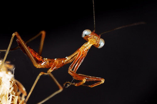 Sphodromantis sp Blue Flash Aurea Giant African Mantis - USMANTIS