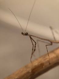 Euchomenella Giraffe Heteroptera mantis Long Neck mantises) - USMANTIS