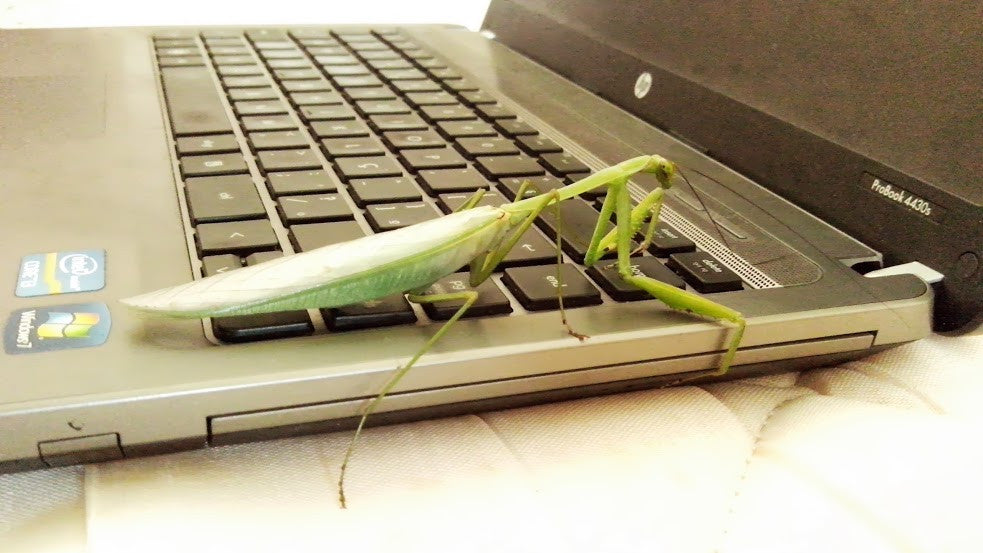 Macromantis Giant praying mantis Extreme Large Rare - USMANTIS