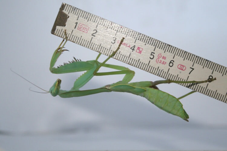 Rhombodera extensicollis - Giant Asian Shield Mantis - USMANTIS
