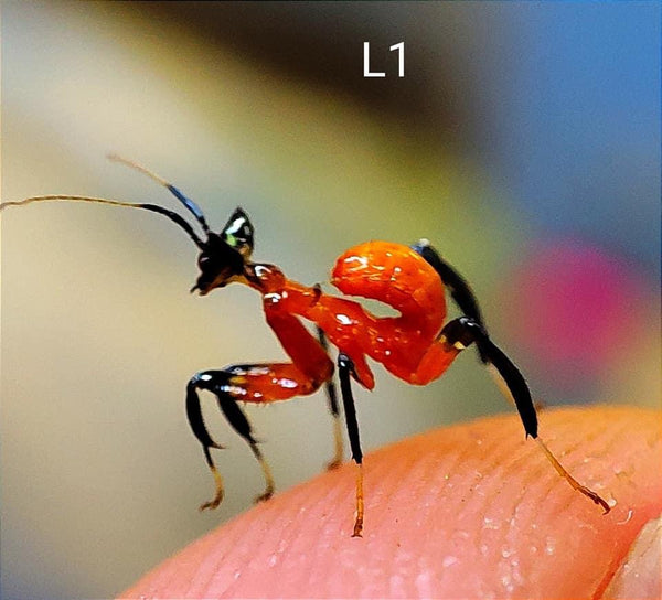 Helvia cardinalis Yellow orchid flower mantis - USMANTIS