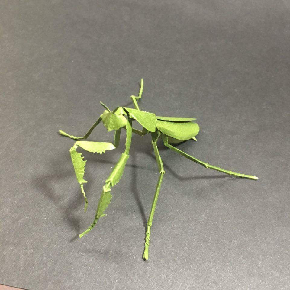 Paper insects - USMANTIS