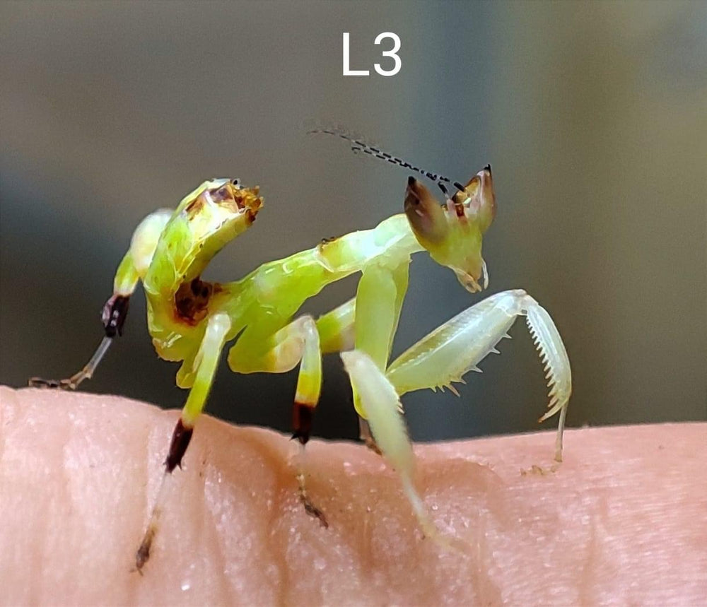 Helvia cardinalis Yellow orchid flower mantis - USMANTIS