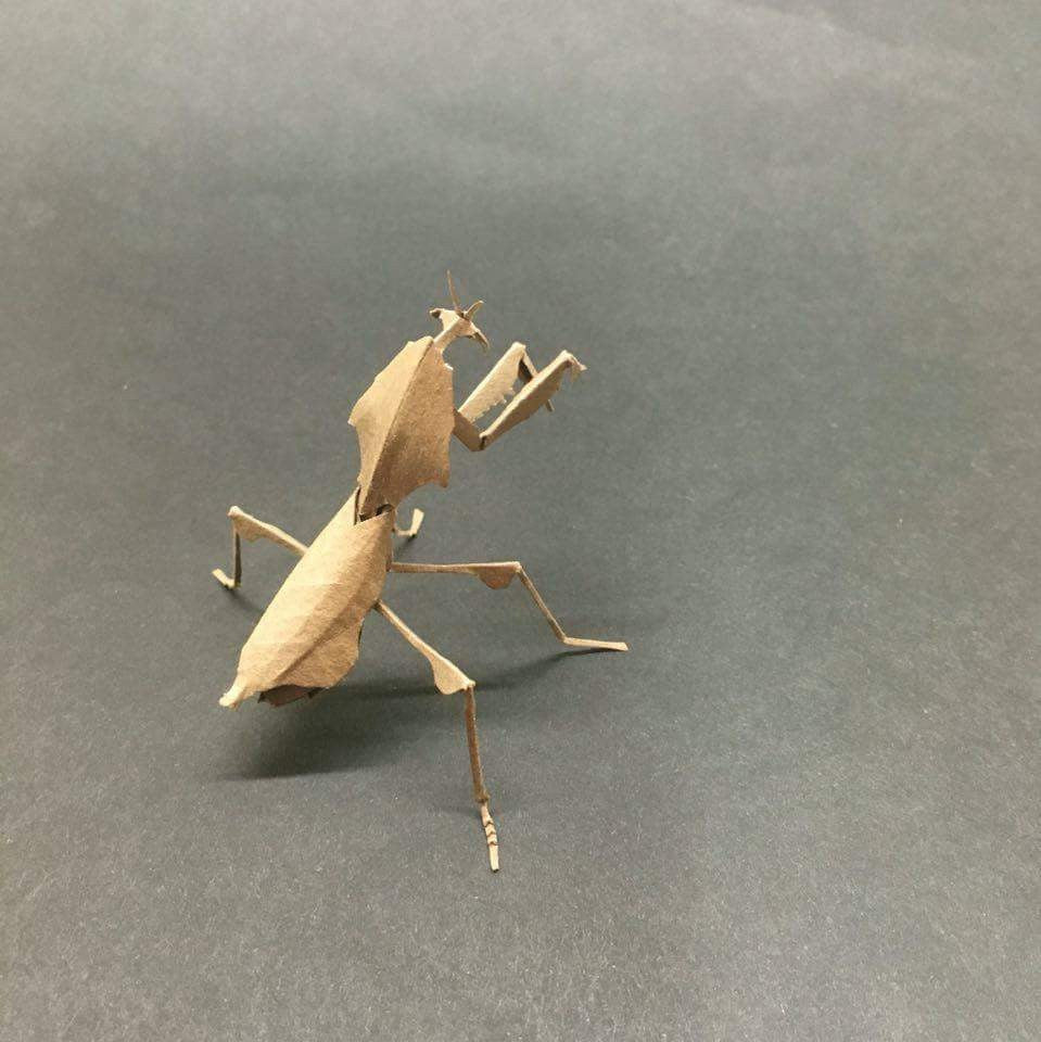 Paper insects - USMANTIS