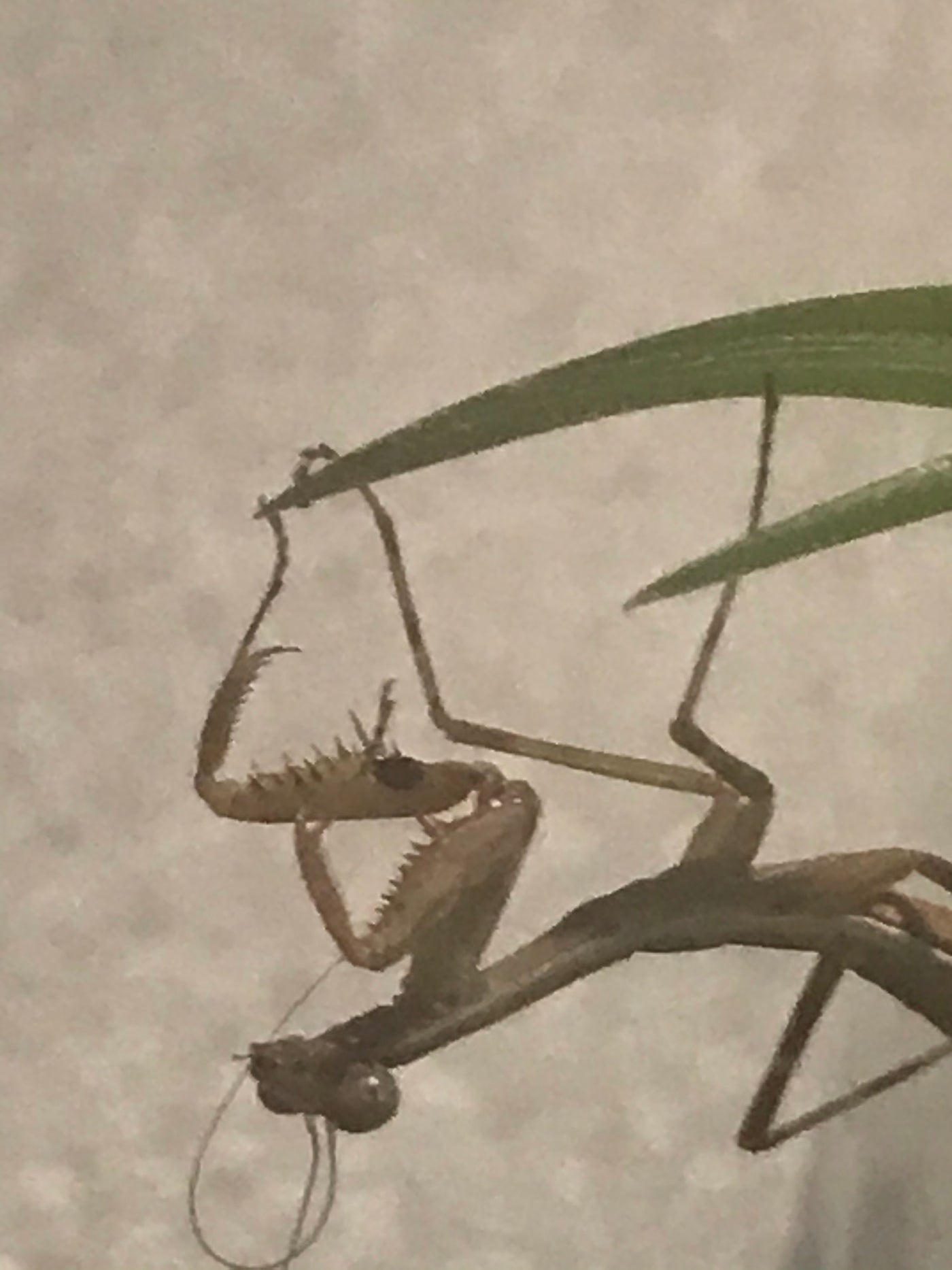 Plistospilota guineensis "Mega Mantis" - USMANTIS