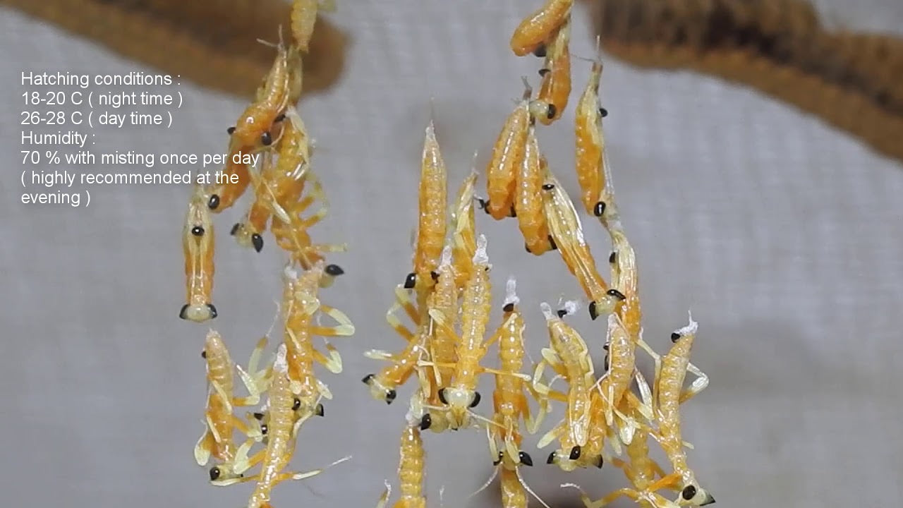 Helvia cardinalis Yellow orchid flower mantis - USMANTIS
