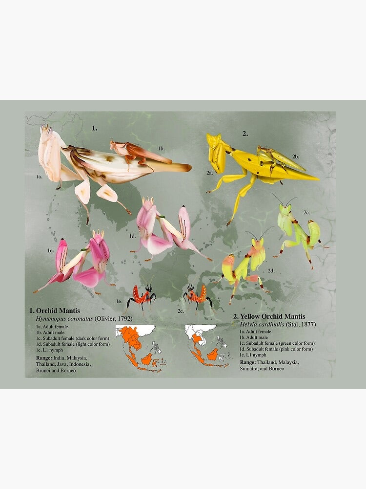 Helvia cardinalis Yellow orchid flower mantis - USMANTIS