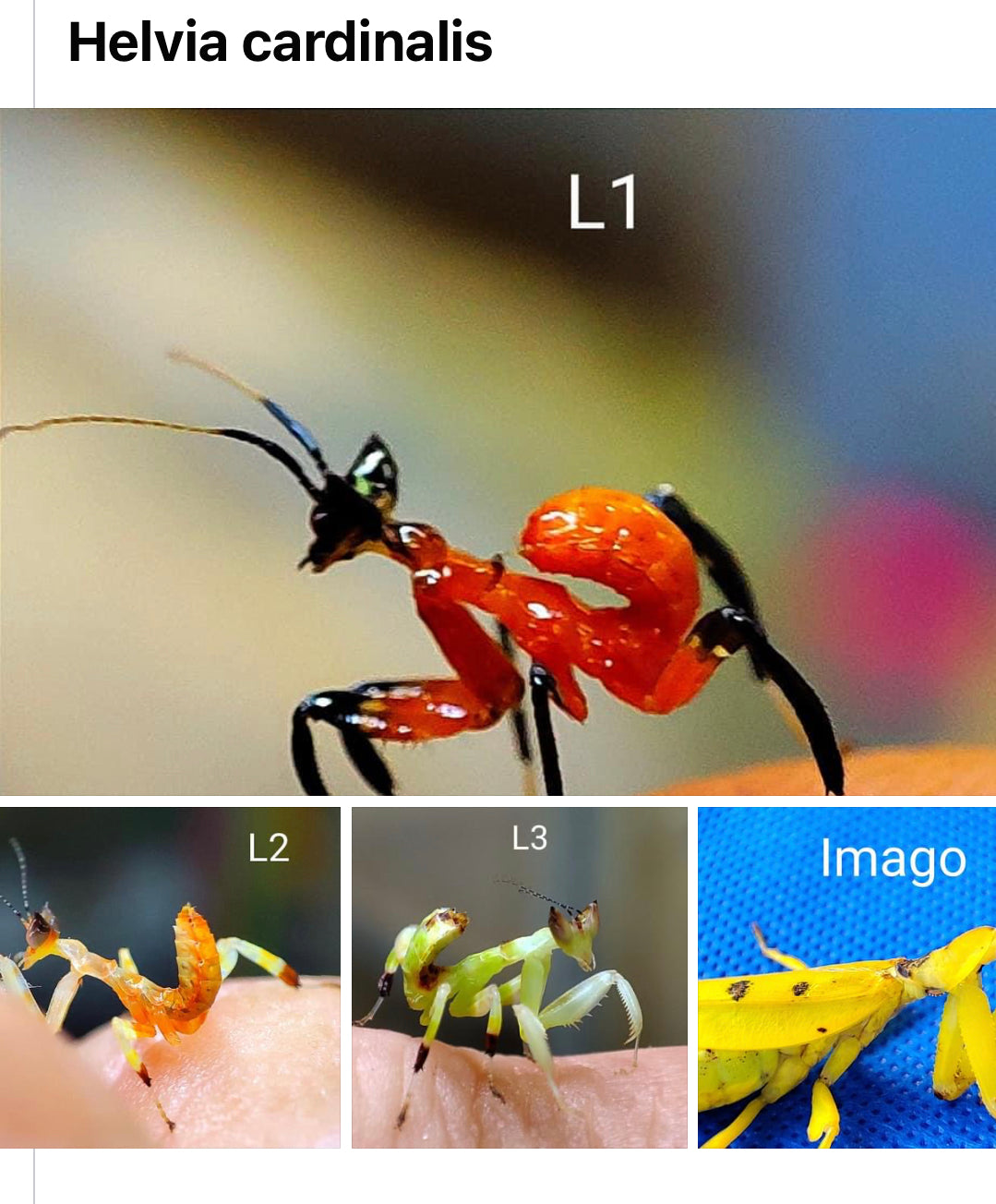 Helvia cardinalis Yellow orchid flower mantis - USMANTIS