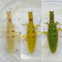 Helvia cardinalis Yellow orchid flower mantis - USMANTIS