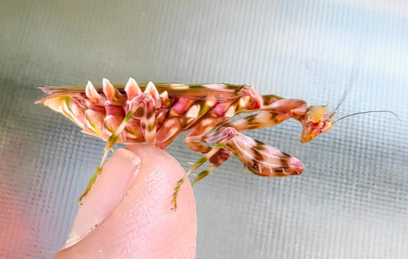 Harpagomantis tricolor flower - USMANTIS