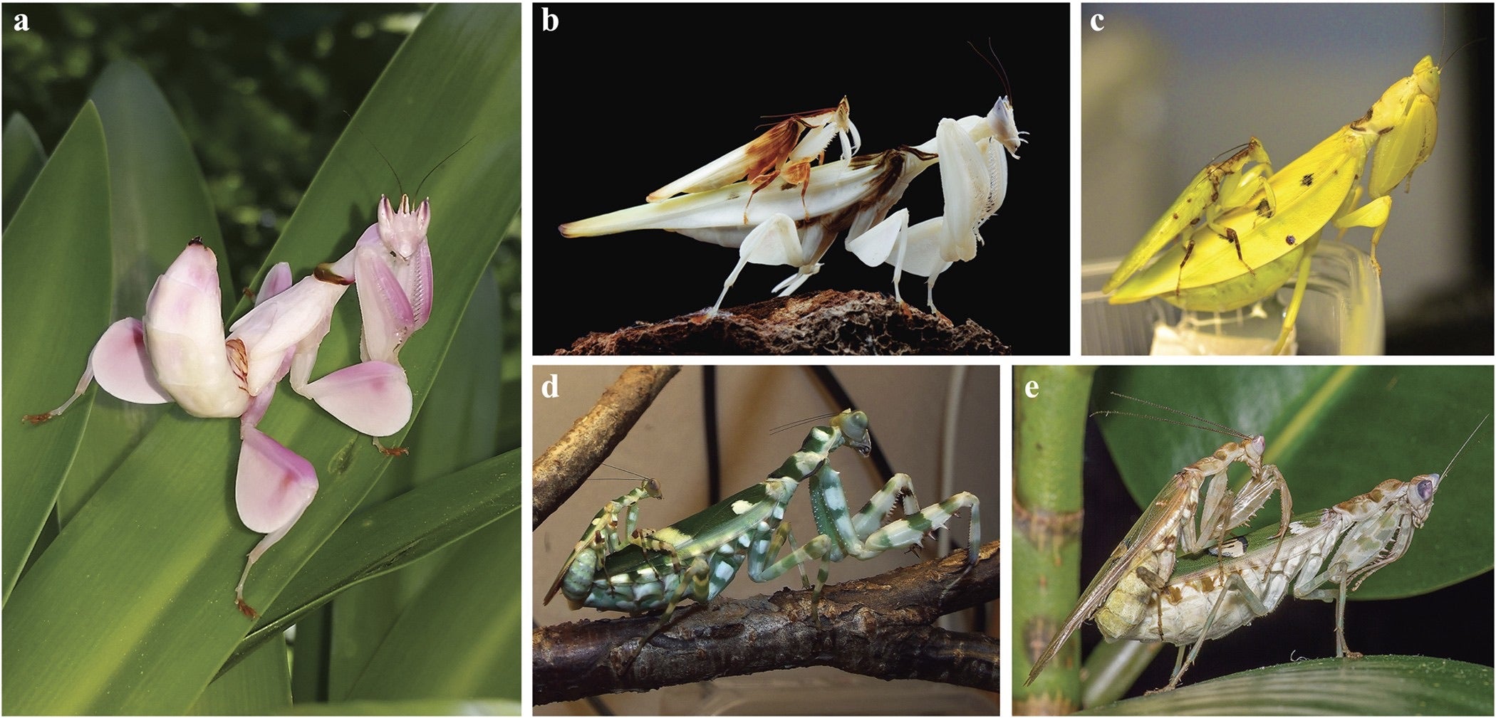 Helvia cardinalis Yellow orchid flower mantis - USMANTIS