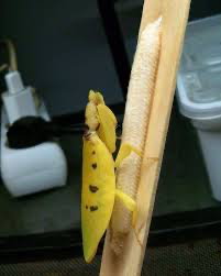 Helvia cardinalis Yellow orchid flower mantis - USMANTIS