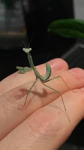 Omomantis zebrata Zebra mantis beautiful! - USMANTIS