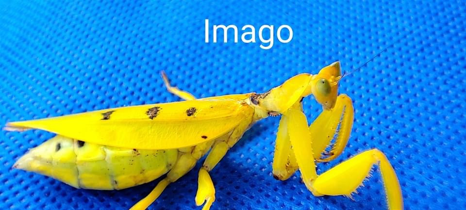 Helvia cardinalis Yellow orchid flower mantis - USMANTIS