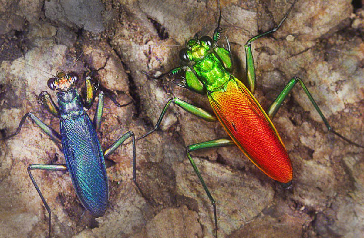 Metallyticus splendidus. Iridescent bark mantis - USMANTIS