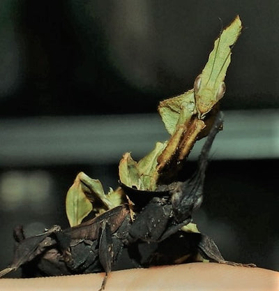 Phyllocrania illudens - USMANTIS