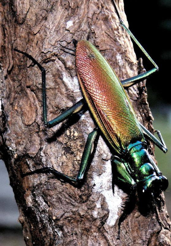 Metallyticus violaceous - USMANTIS