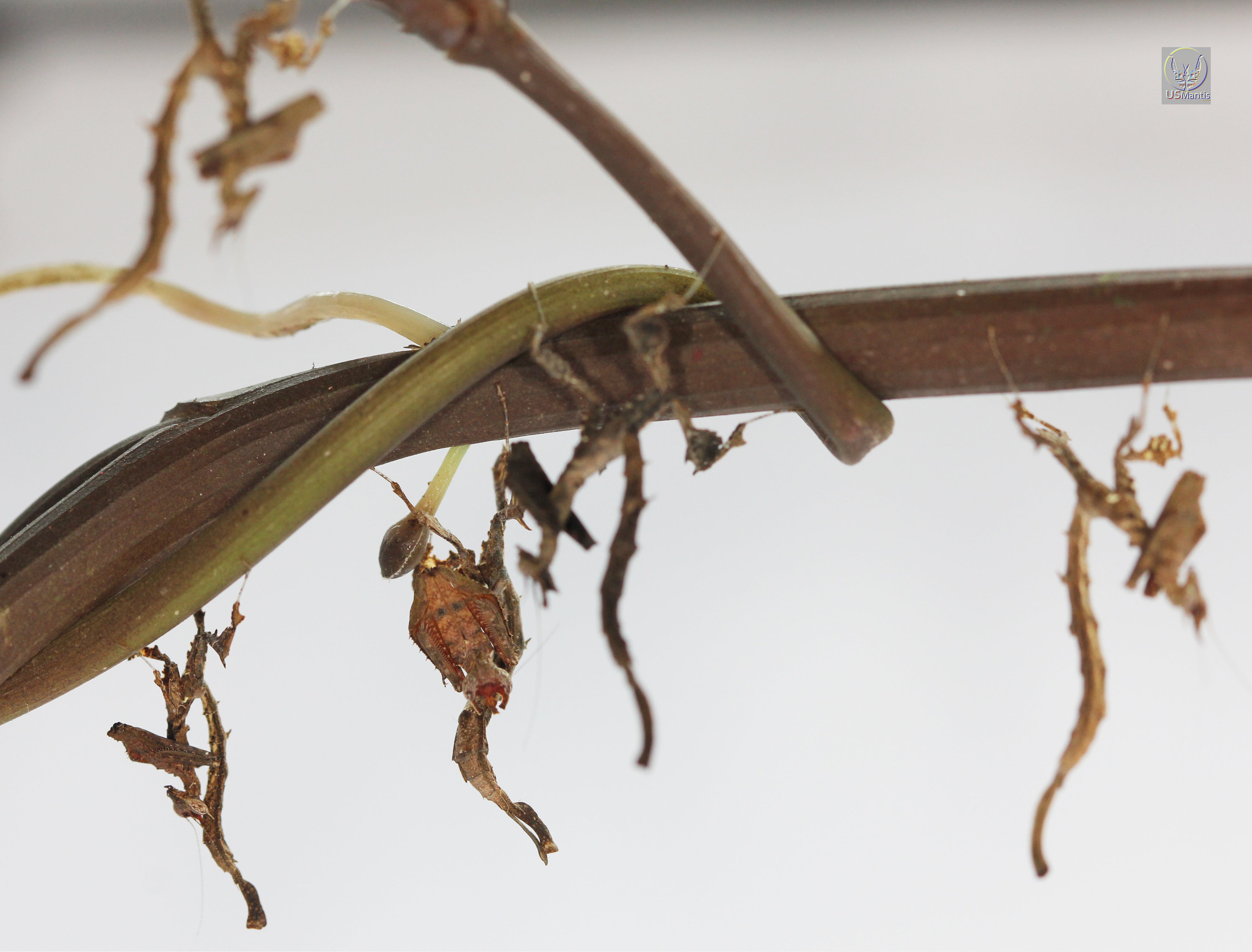 Stenophylla lobivertex "Dragon Mantis" - USMANTIS