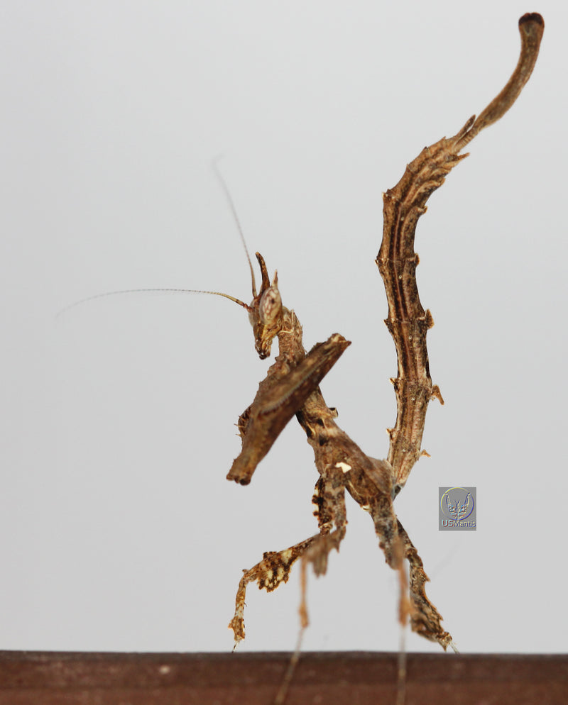 Stenophylla Lobivertex Dragon Mantis Usmantis